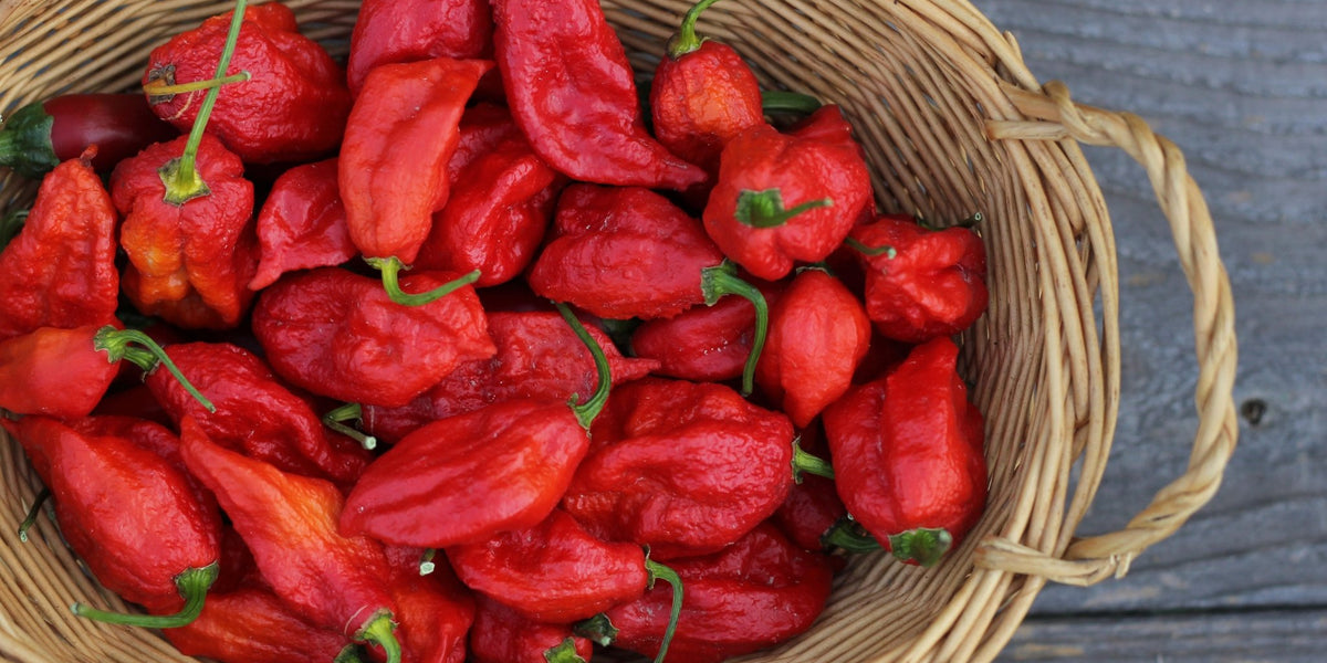 Why do humans like spicy food so much?